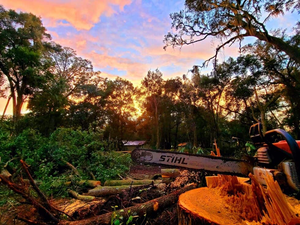 Tree Service Jacksonville FL | (904) 203-2211